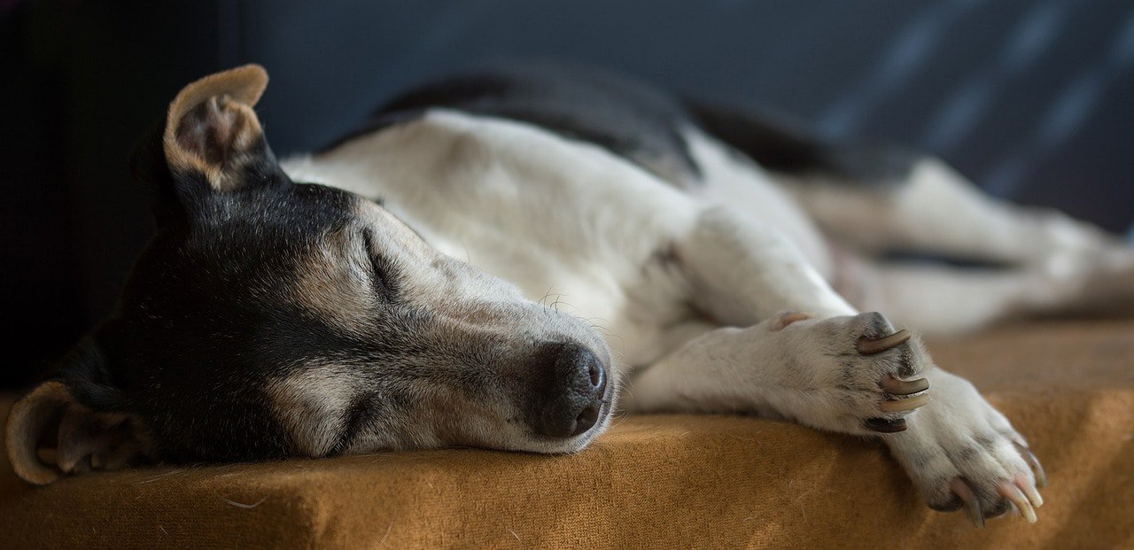 The Sensory Side of the Ttouch Body Wrap - Canine Concepts